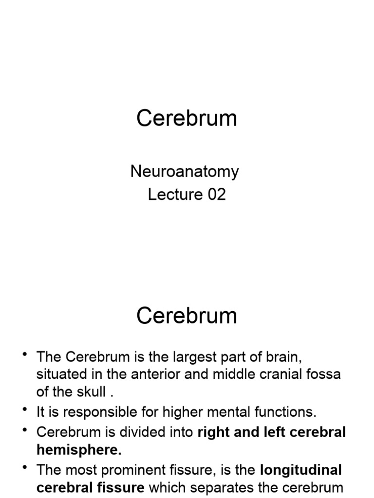Cerebrum | PDF | Cerebrum | Cerebral Cortex