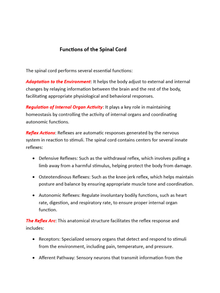 The Spinal Cord's Functions | PDF | Nervous System | Motor Neuron