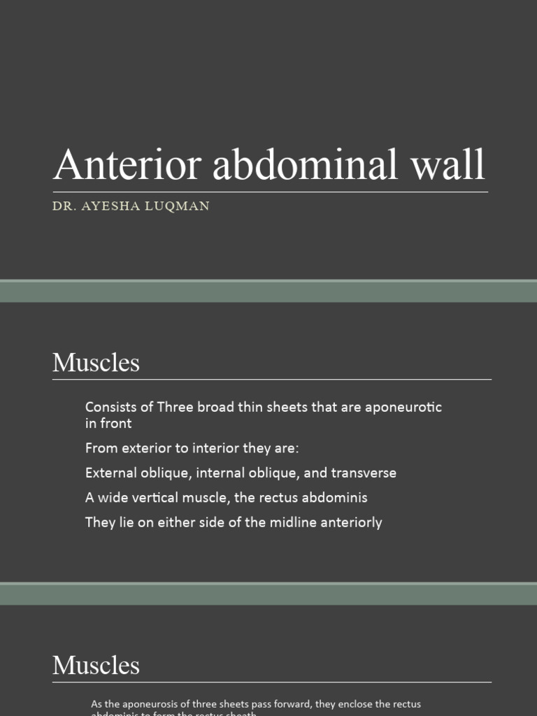 Anterior Abdominal Wall | PDF | Abdomen | Musculoskeletal System