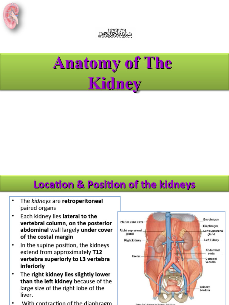 Anatomy of The Kidney | PDF | Kidney | Vein