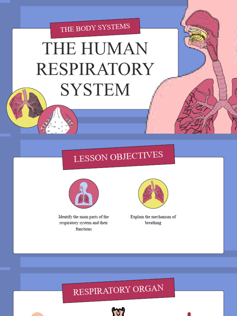 Identify The Main Parts of The Respiratory System and Their Functions ...
