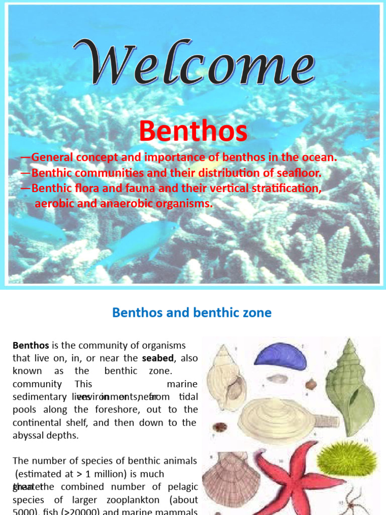 7.OCN 2205 Benthos Edited Final | PDF | Benthic Zone | Littoral Zone
