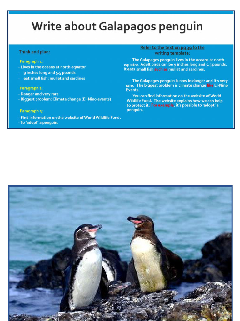 UNIT 3 - Galapagos Penguin | PDF