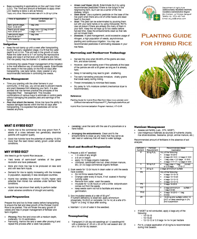 Hybrid Rice Cultivation Guidelines | PDF | Rice | Botany