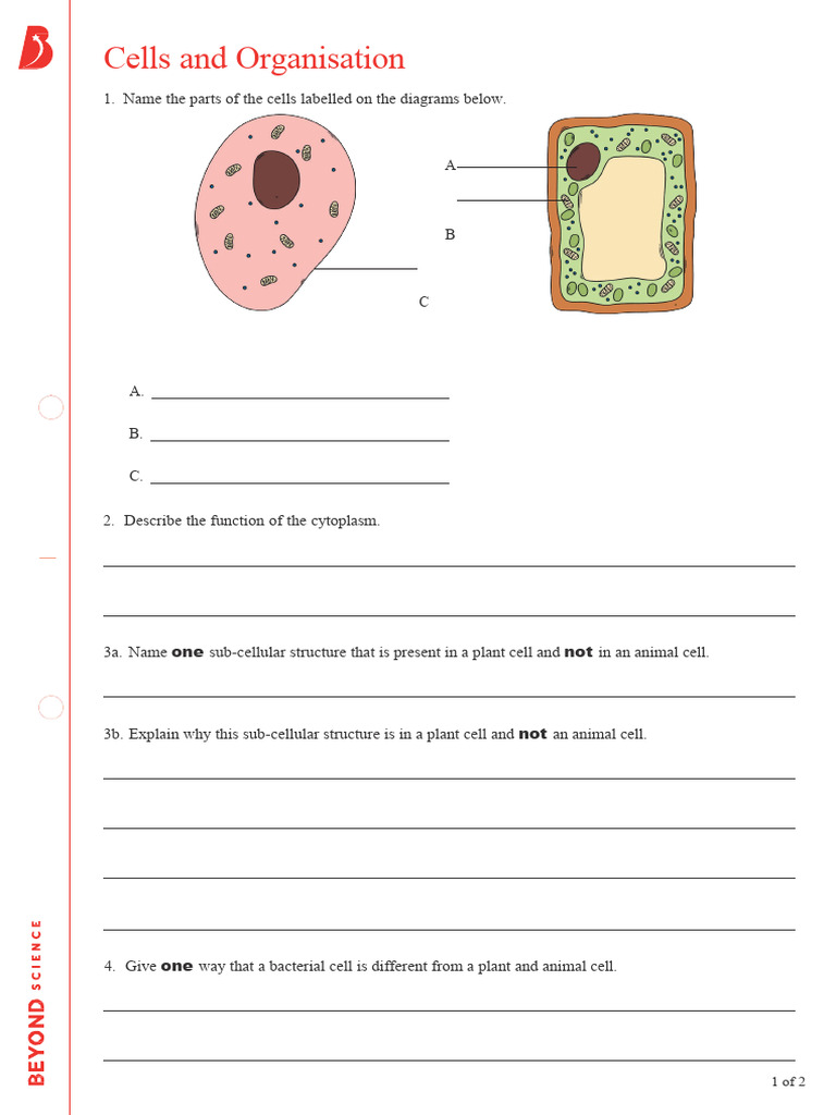 Grade 7 Cells and Organisation Worksheet | PDF