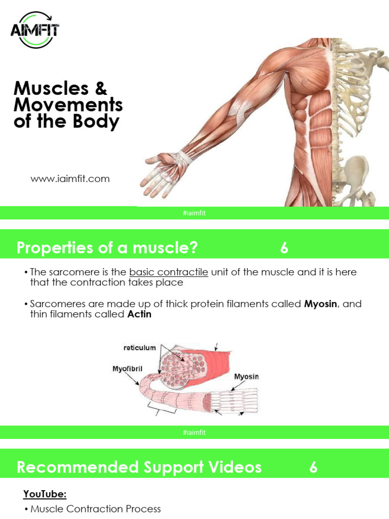 Muscles and Movements Explained | PDF | Foot | Ankle
