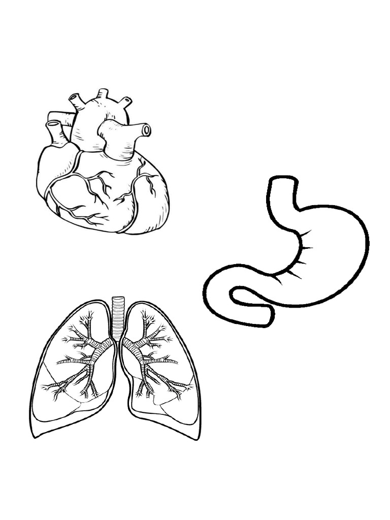 Órganos para Colorear | PDF