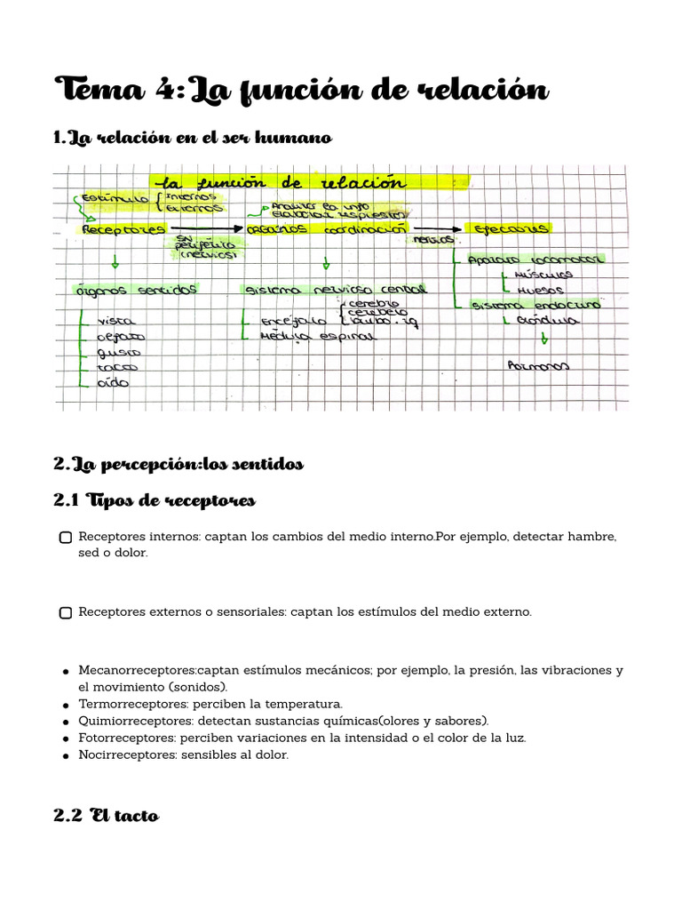 Los 5 Sentidos | PDF | Sistema nervioso | Sentidos
