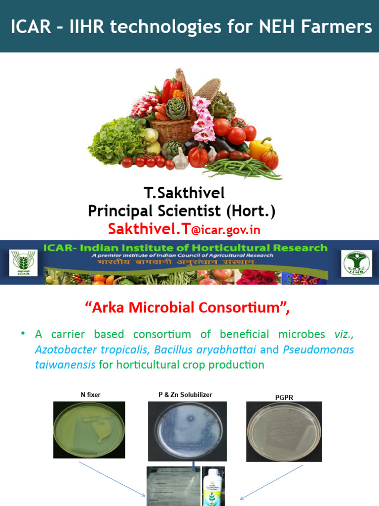 Neh CBP | PDF | Vegetables | Banana