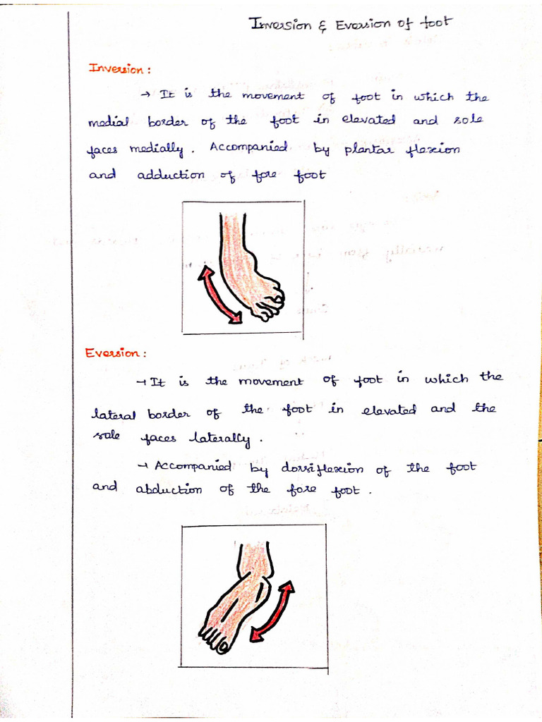 Inversion and Eversion of Foot | PDF