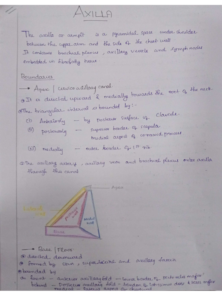 Anatomy Handwritten Answers Axilla | PDF