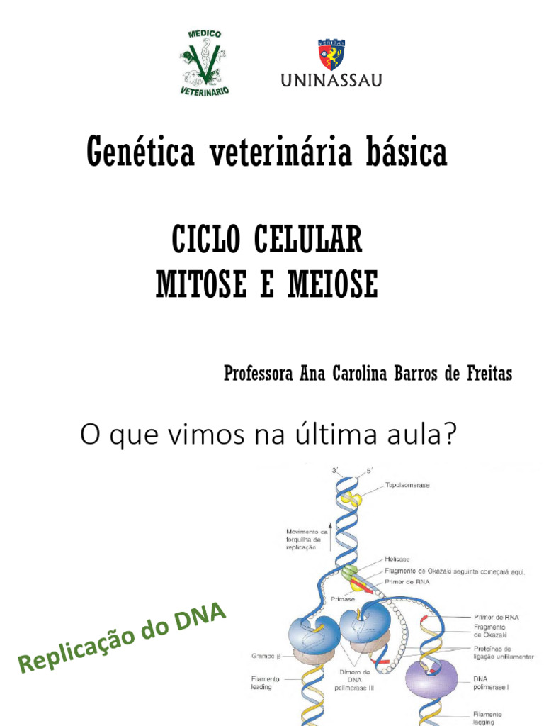 Aula 3 - Ciclo Celular (Mitose e Meiose) | PDF | Meiose | Mitose