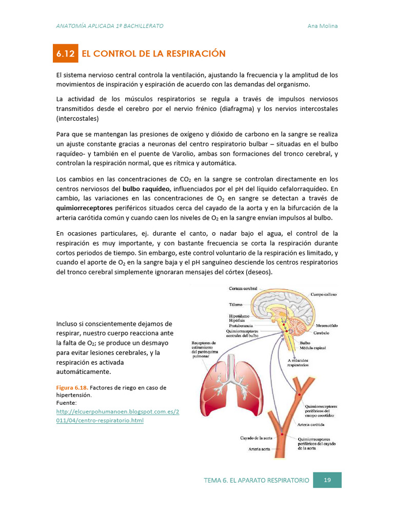 Control y Afecciones del Aparato Respiratorio | PDF | Respiración ...