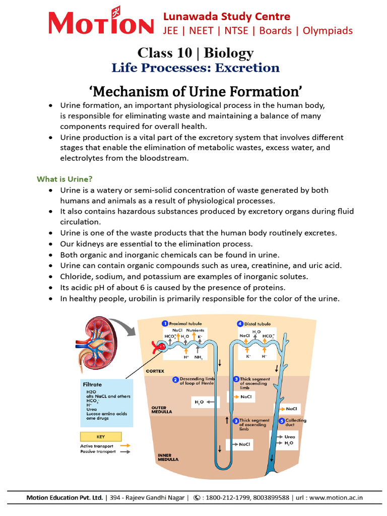 C10 - Excretion - Mechanism of Urine Formation | PDF | Kidney | Urinary ...