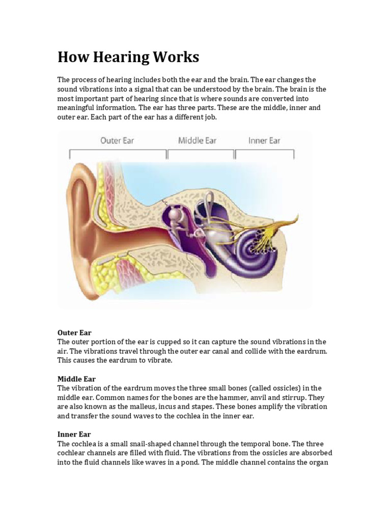How Hearing Works Pdf