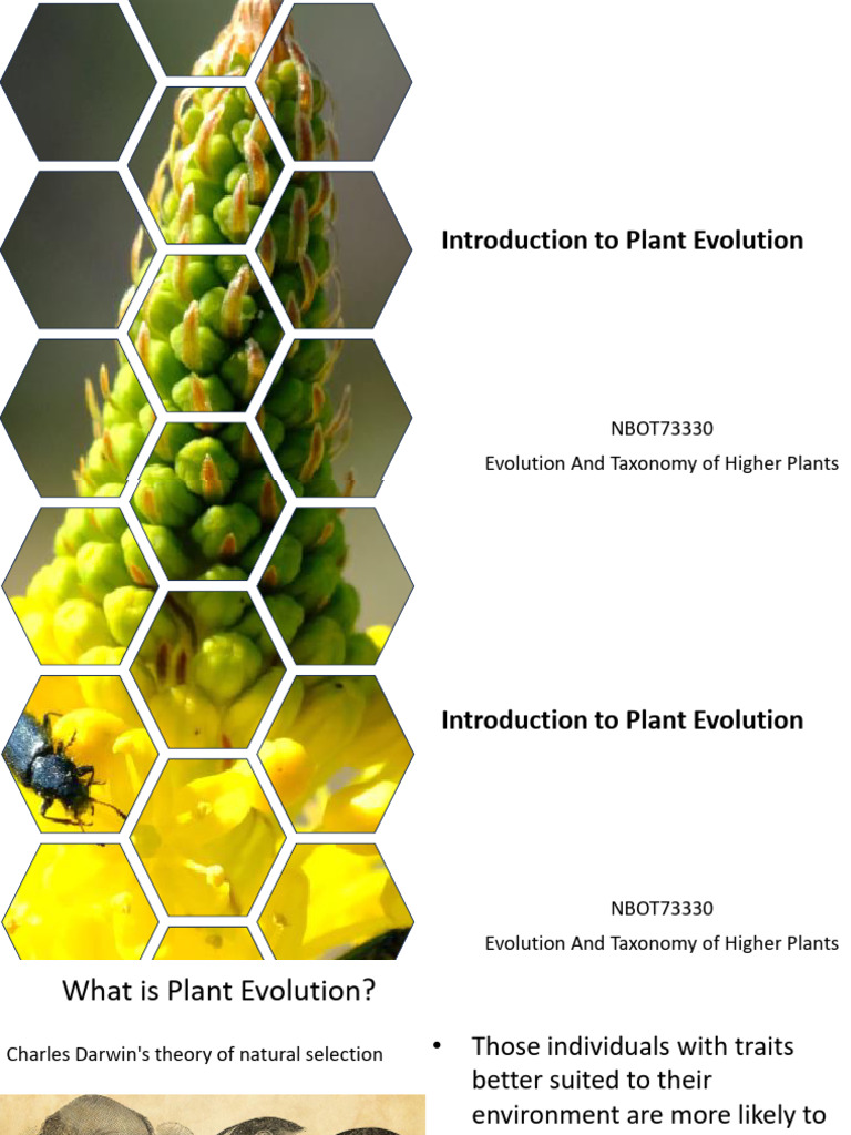 Overview of Plant Evolution and Adaptations | PDF | Plants | Seed