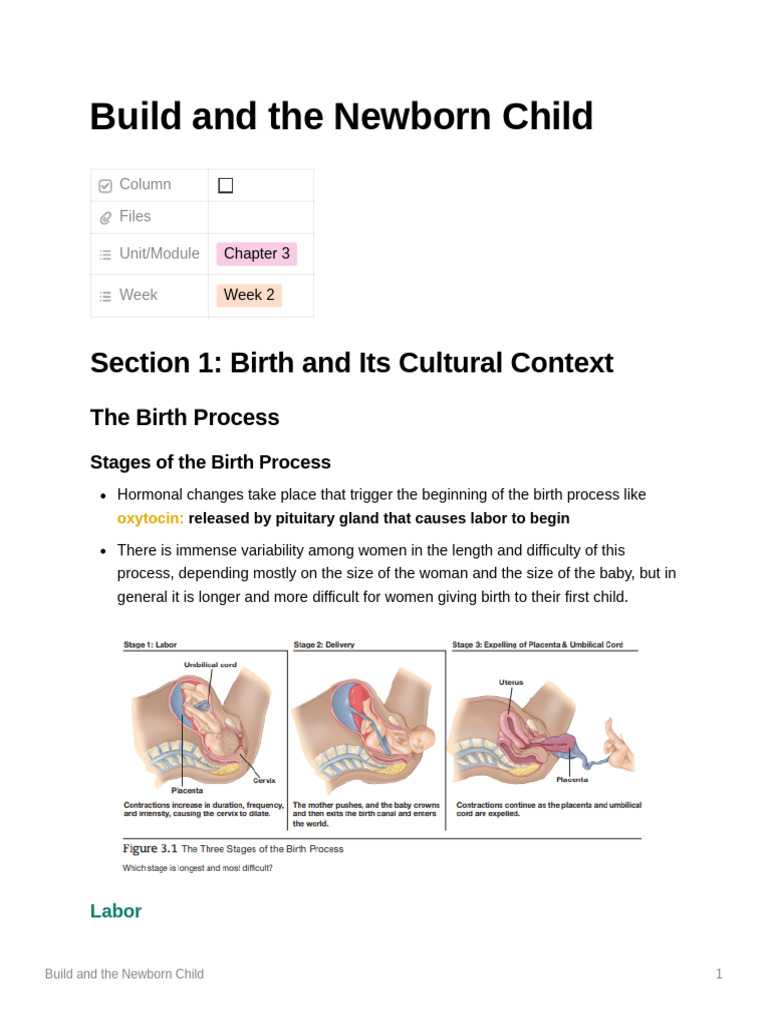 Build and The Newborn Child | PDF | Childbirth | Infants
