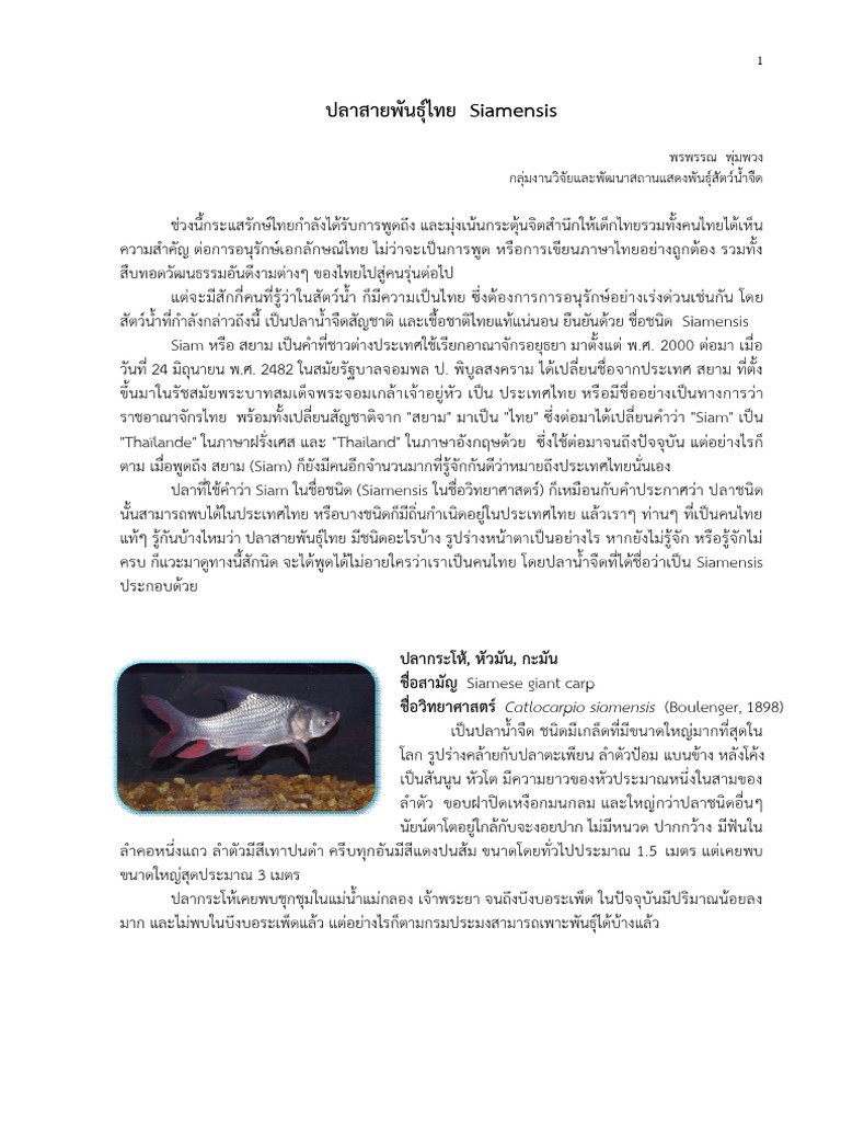 Siamensis | PDF