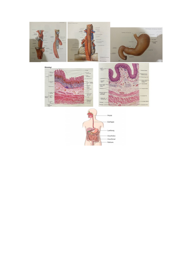 Anatomi Lambung | PDF