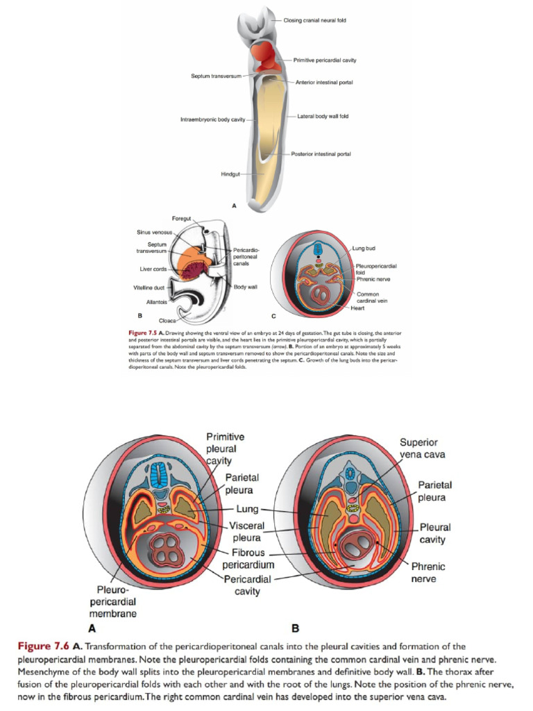 Embryology OSPE 2nd Year | PDF