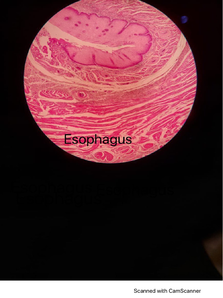 Histology Slides Digestive System | PDF