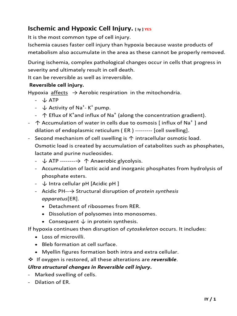 Hypoxic Cell Injury Mechanisms Explained | PDF | Endoplasmic Reticulum ...