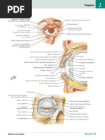 Anatomie des Muscles de la Face | PDF | Lèvre | Anatomie