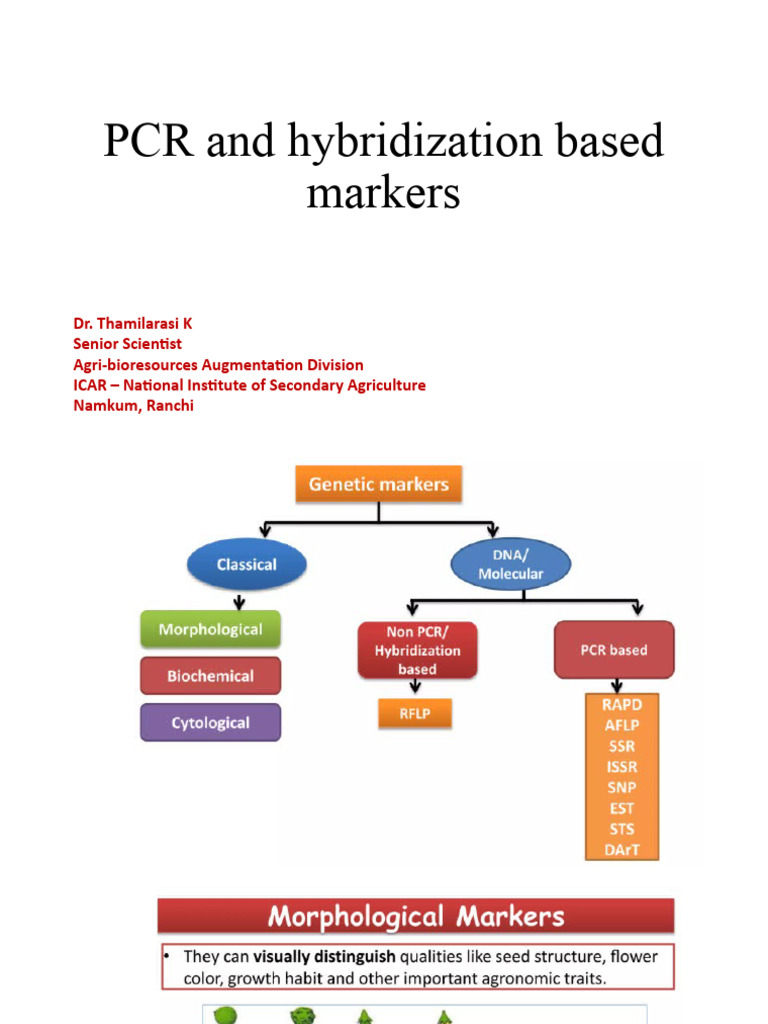 Lecture 7 and 8 PCR and Hybridization Based Markers | PDF | Single ...