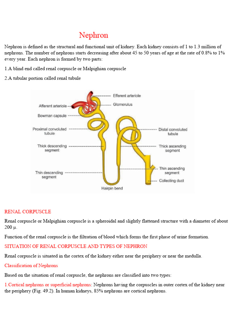 NEPHRON | PDF | Organ (Anatomy) | Anatomy