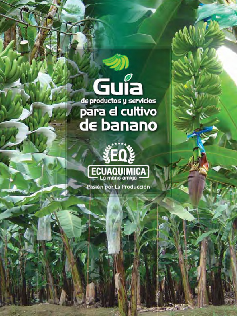 Cultivo Banano | PDF