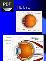 Grade 12 Life Science The Eye | PDF | Eye | Myopia
