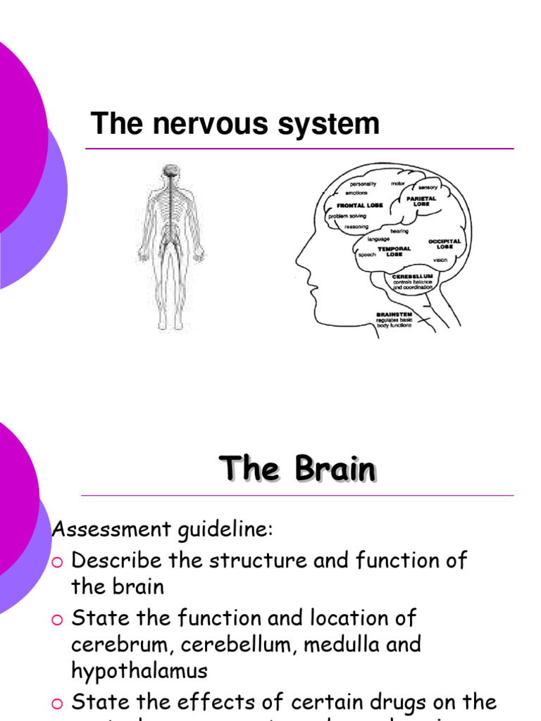 2017 Chris PPT Nervous System | PDF | Central Nervous System | Nervous ...