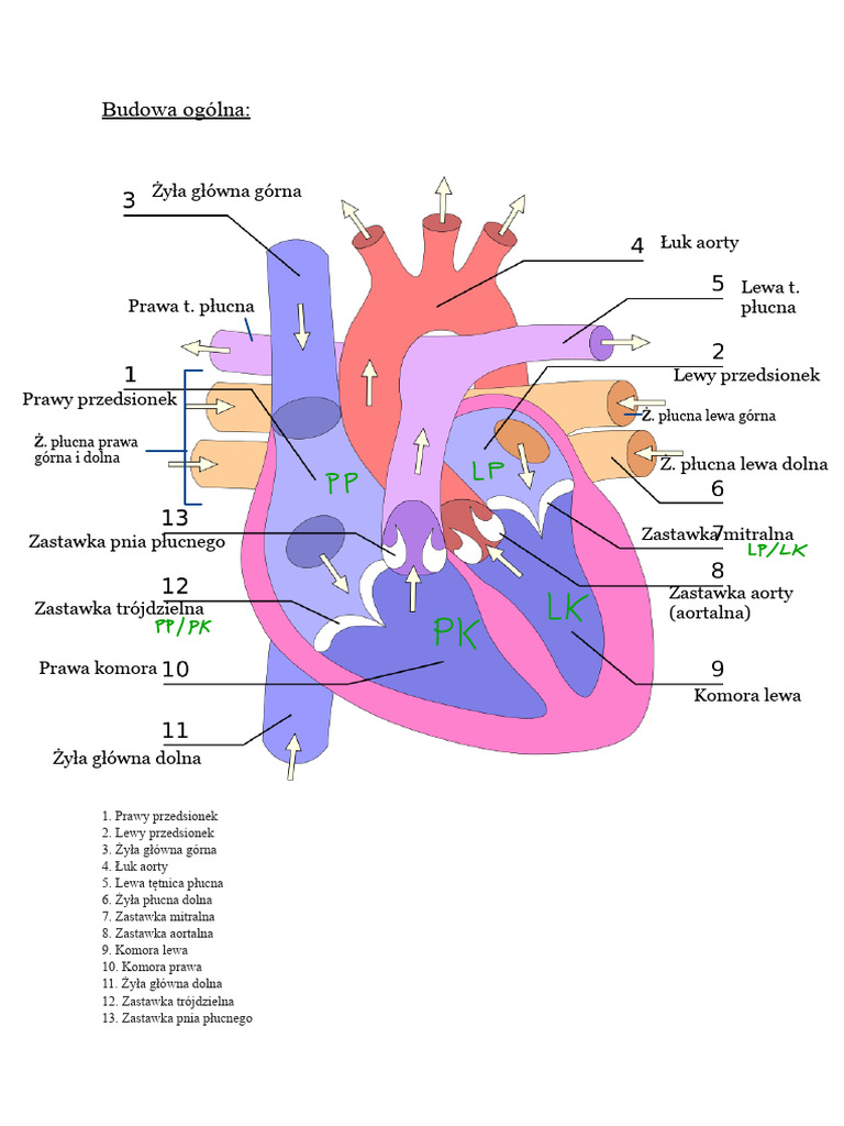 Budowa Ogólna, Śródsierdzie (Bez Szkieletu), Jamy Serca | PDF