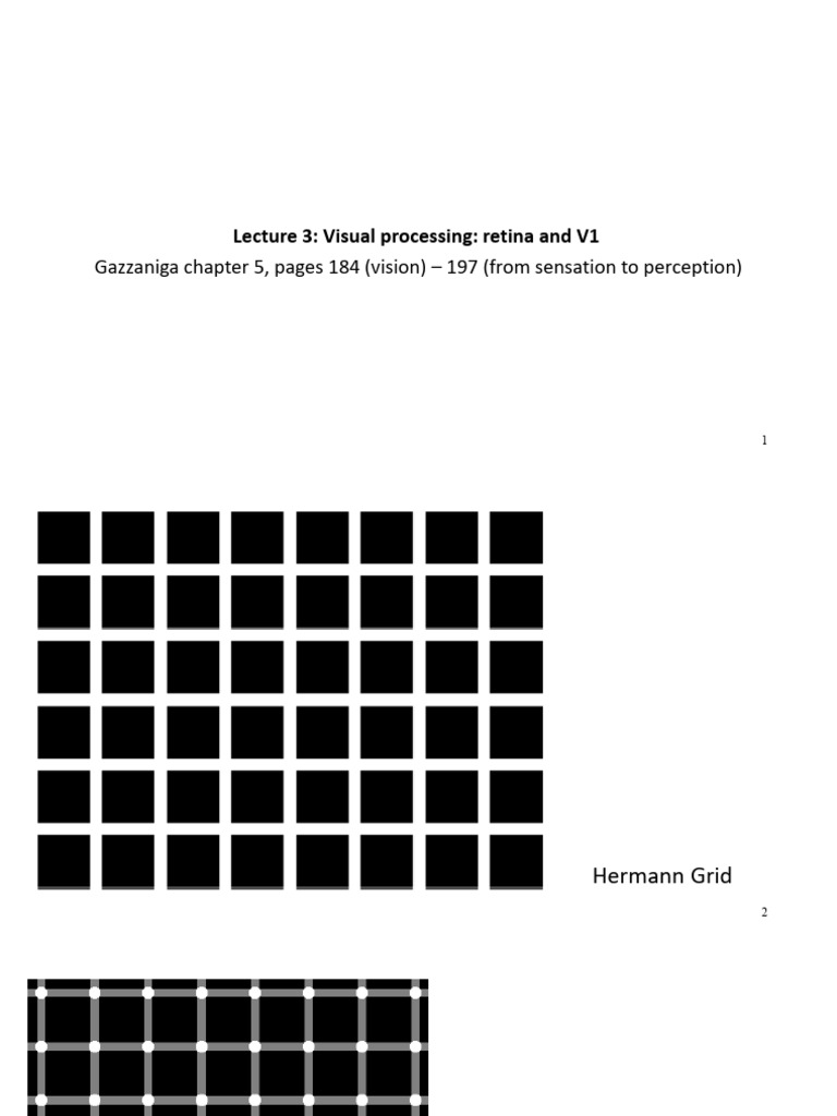 Lecture 3, Visual Processing, Retina and V1 | PDF | Visual Cortex | Retina