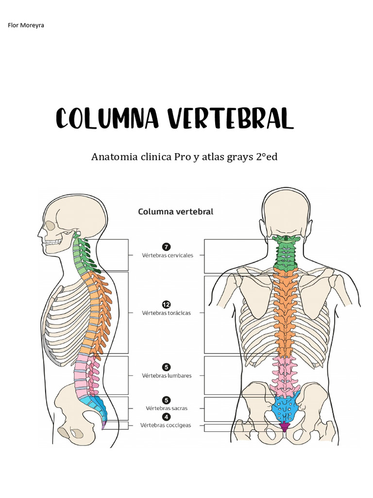 ANATOMÍA Columna Vertebral | PDF | La columna vertebral | Articulación