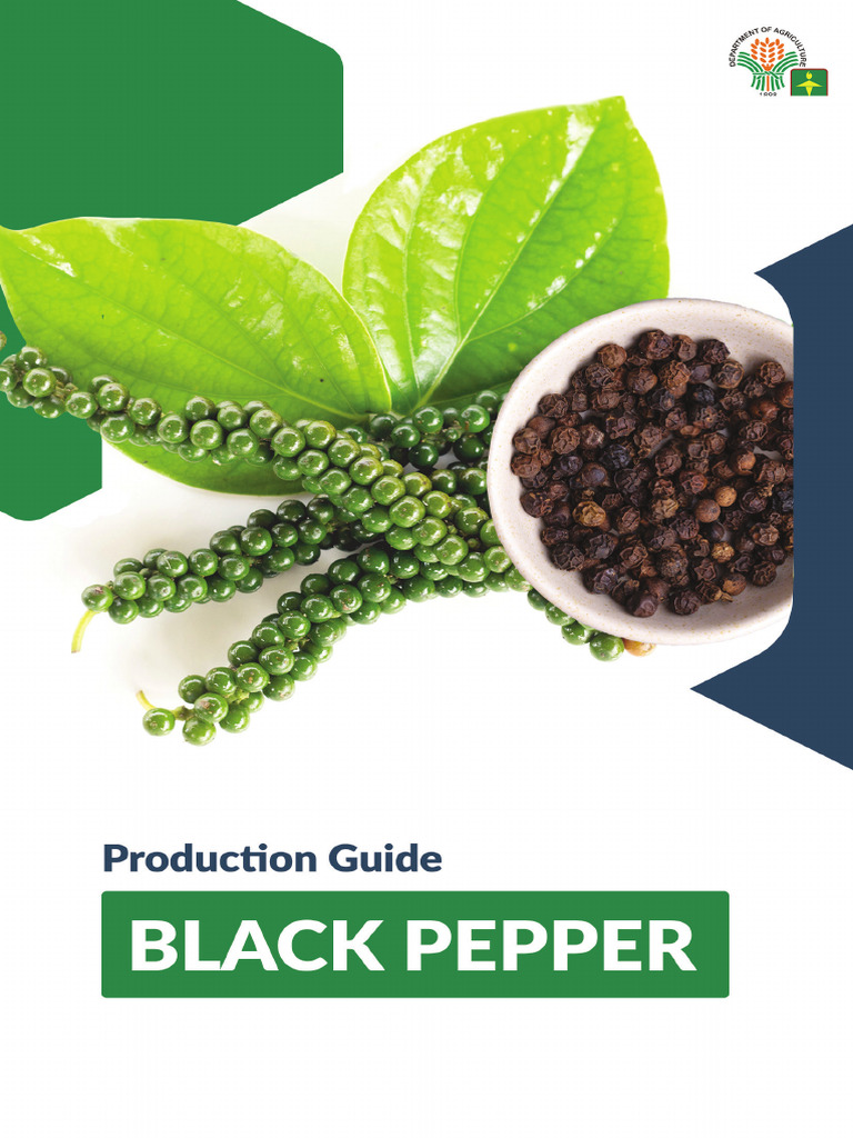 Black Pepper | PDF | Black Pepper | Botany