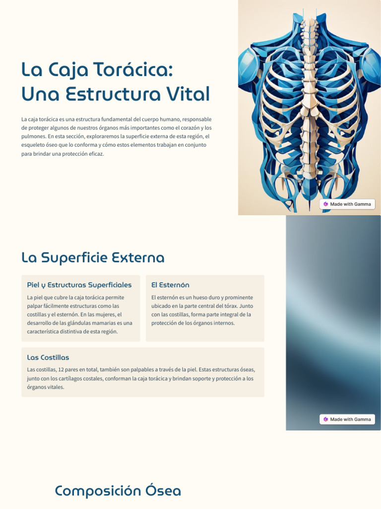 Estructura y Función de la Caja Torácica | PDF | Tórax | Sistema ...