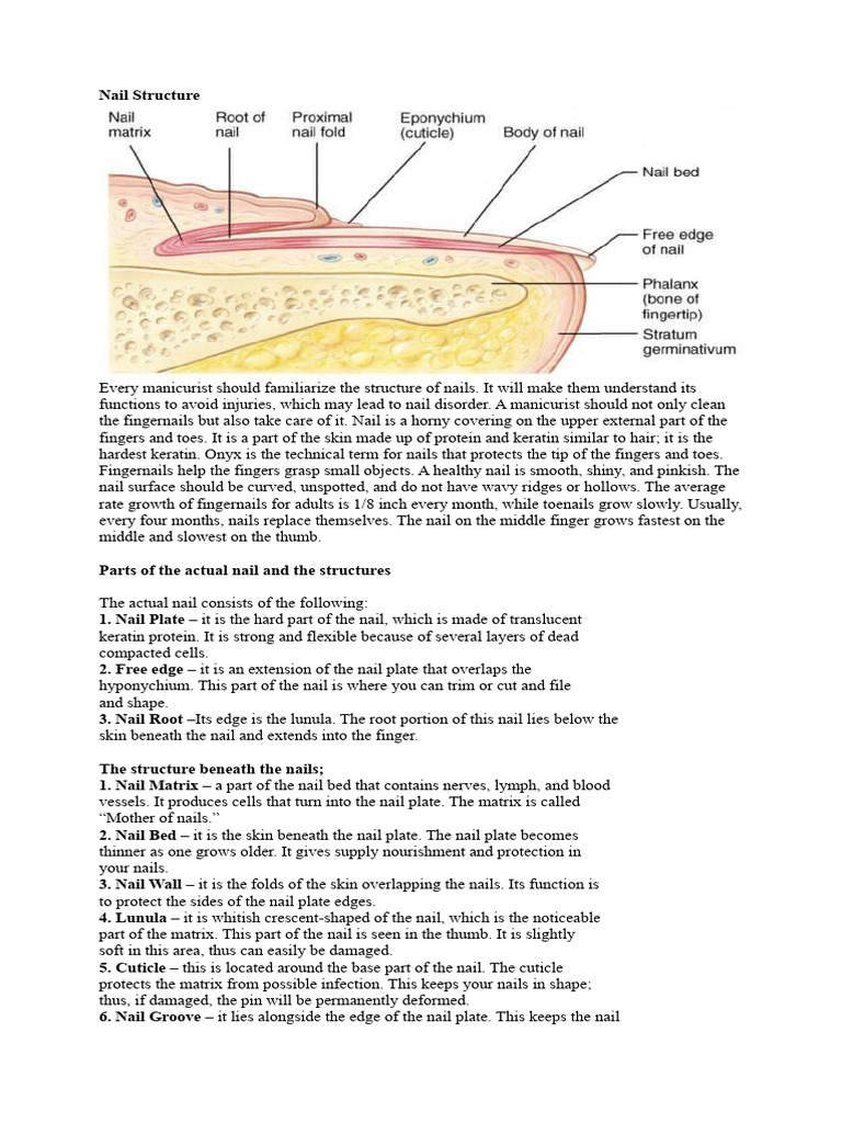Nail Structure Topic | PDF | Nail (Anatomy)
