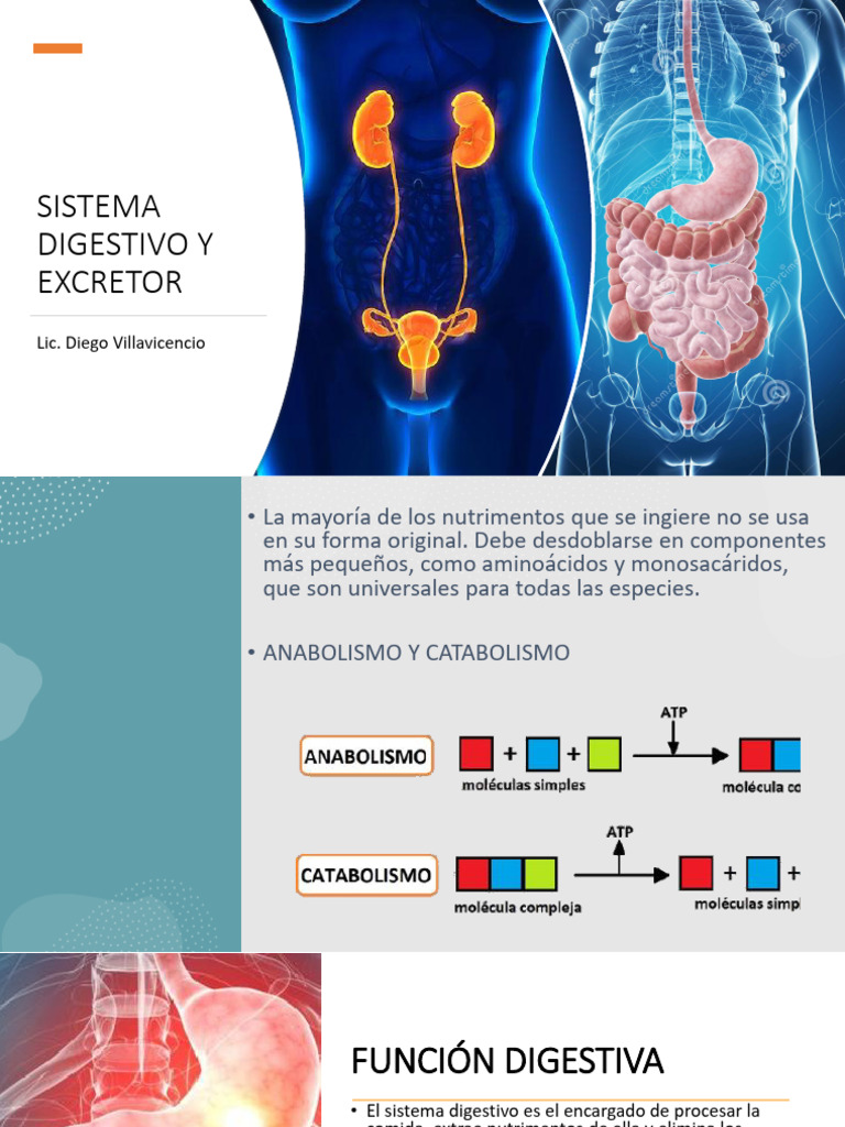 Sistema Digestivo y Excretor | PDF | Digestión | Tracto gastrointestinal