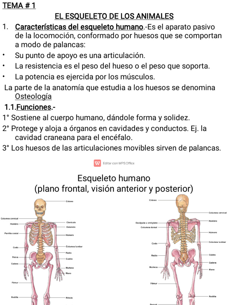 T1 El Esqueleto de Los Animales | PDF | Términos anatómicos de ...