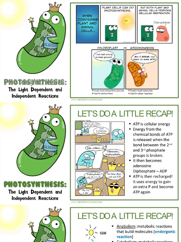 Photosynthesis - PPT-1 | PDF