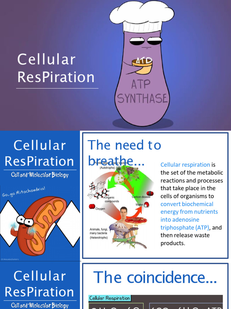 Cellular Respiration | PDF