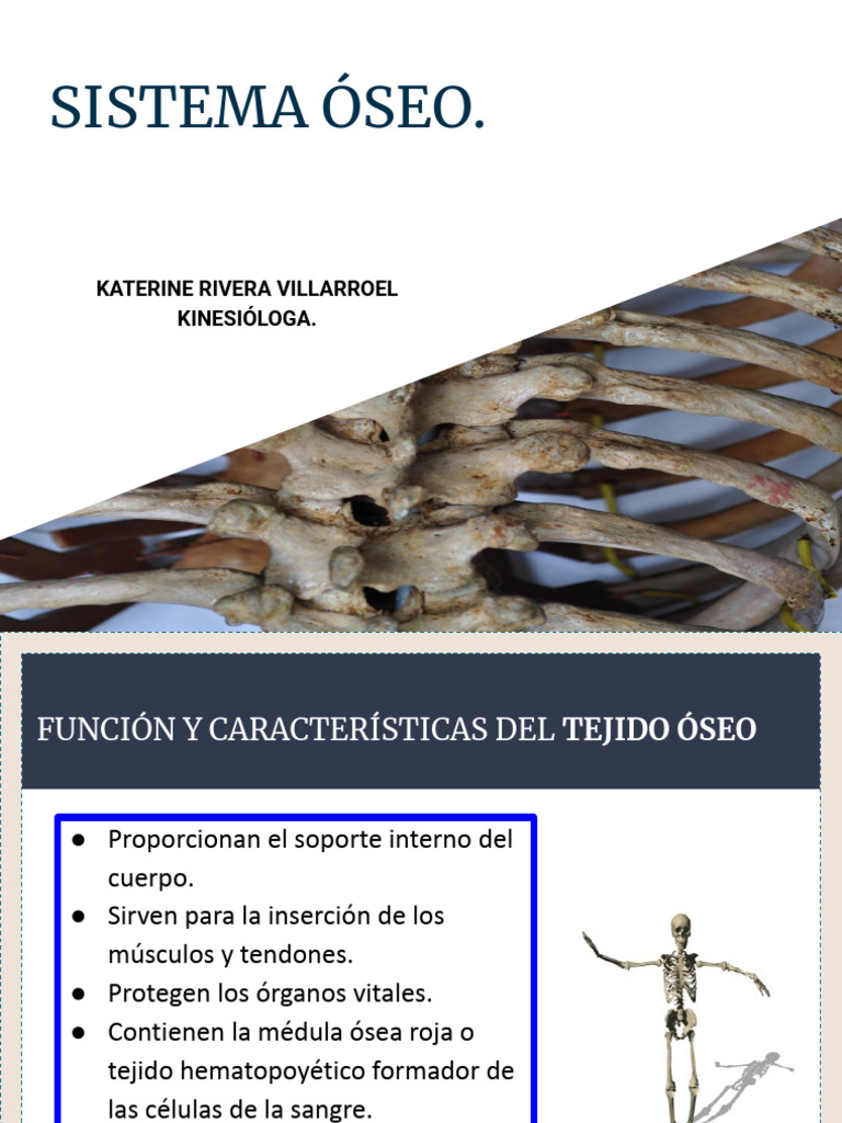 Estructura y Función del Tejido Óseo | PDF | Hueso | Sistema esquelético