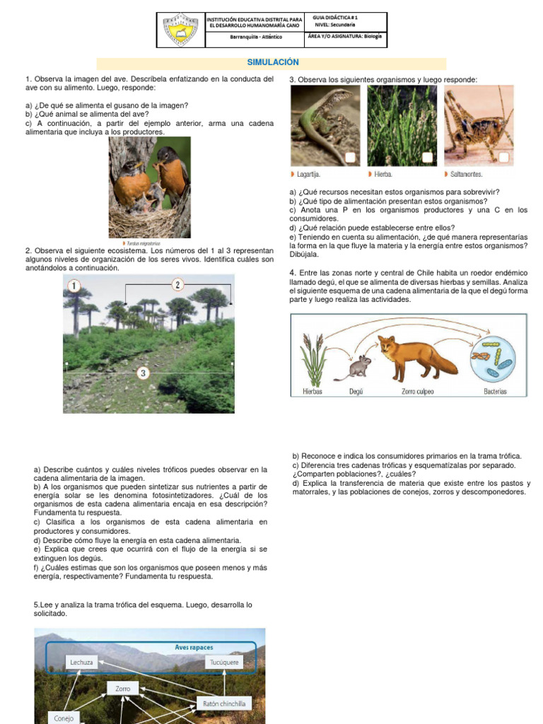 Simulación Cadenas y Redes Tróficas 7 Grado | PDF | Red alimentaria ...