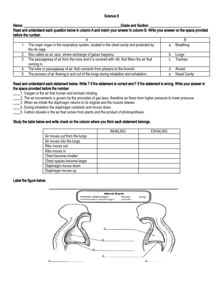 Respiratory System Quiz | PDF