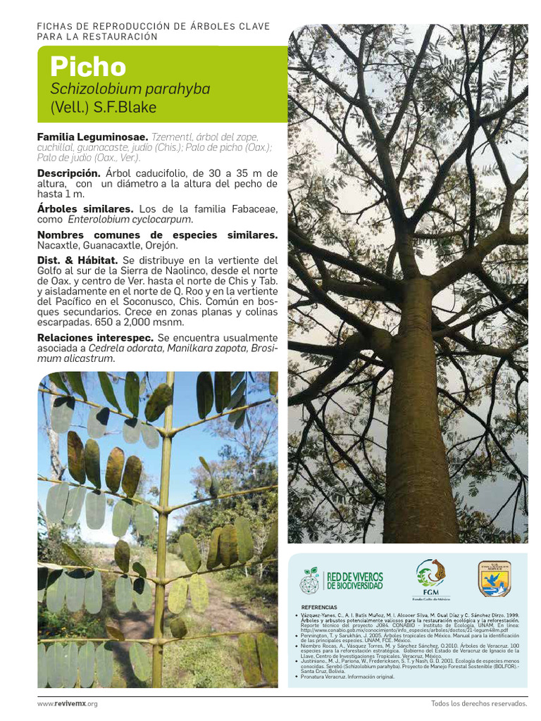 Características del árbol Picho (Schizolobium parahyba) | PDF | Plantas ...