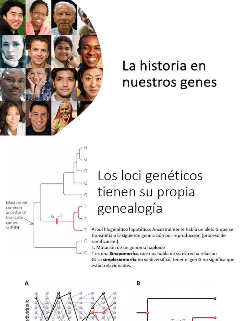 7 - La Historia en Nuestros Genes Evol | PDF | Evolución | Gene