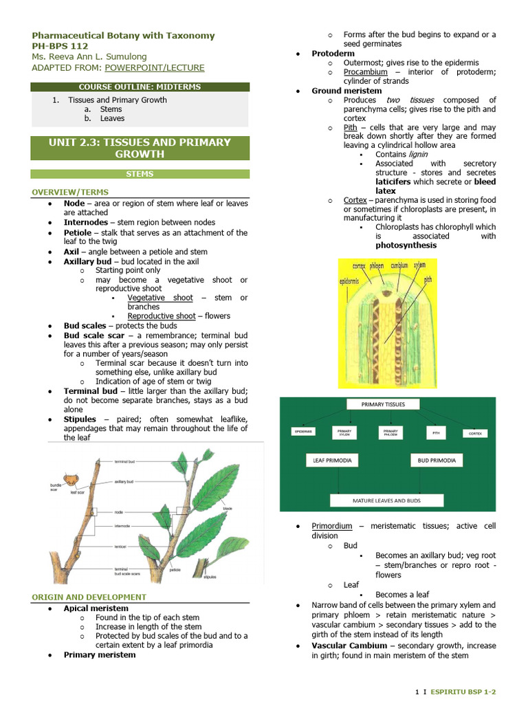 Pharmaceutical Botany: Stem Growth and Tissues | PDF | Leaf | Plant Stem