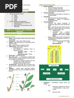 Types of Stele in Vascular Plants | PDF | Plant Stem | Plants