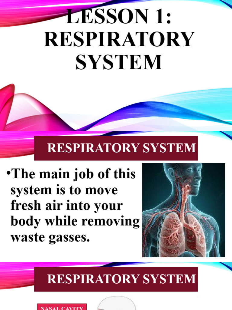 Lesson 1 Respiratory System | PDF | Wellness
